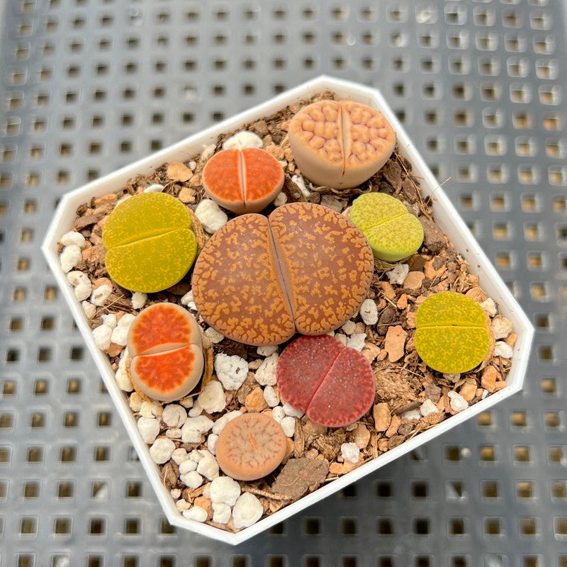 Collection of Lithops 2" (Great Color) Succulent Plant – True ...