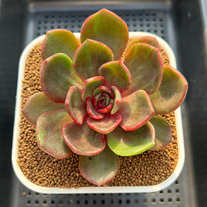 Echeveria 'Red Milano' Variegated 3" Succulent Plant Cutting – True ...