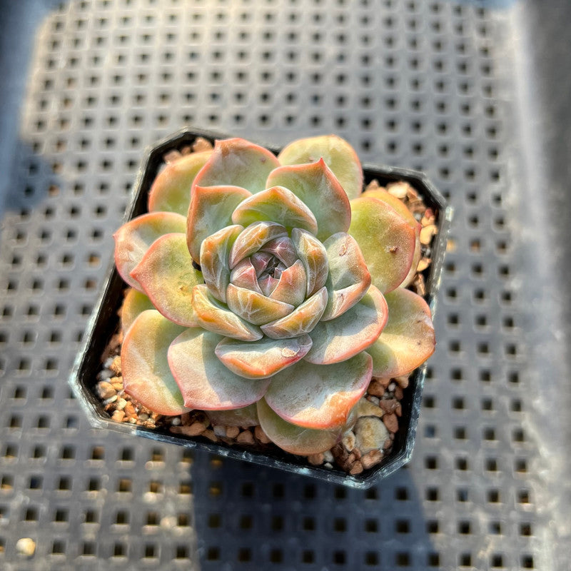 Echeveria 'Strawberry Boba' 2" Succulent Plant – True Succulents Plant Co.