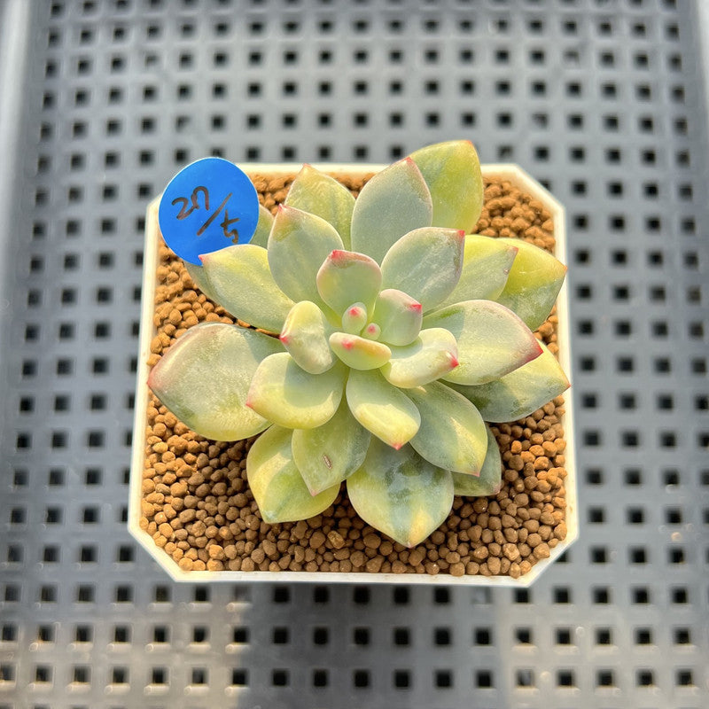 Pachyphytum 'Cute Finger' Variegated 1" Succulent Plant – True ...