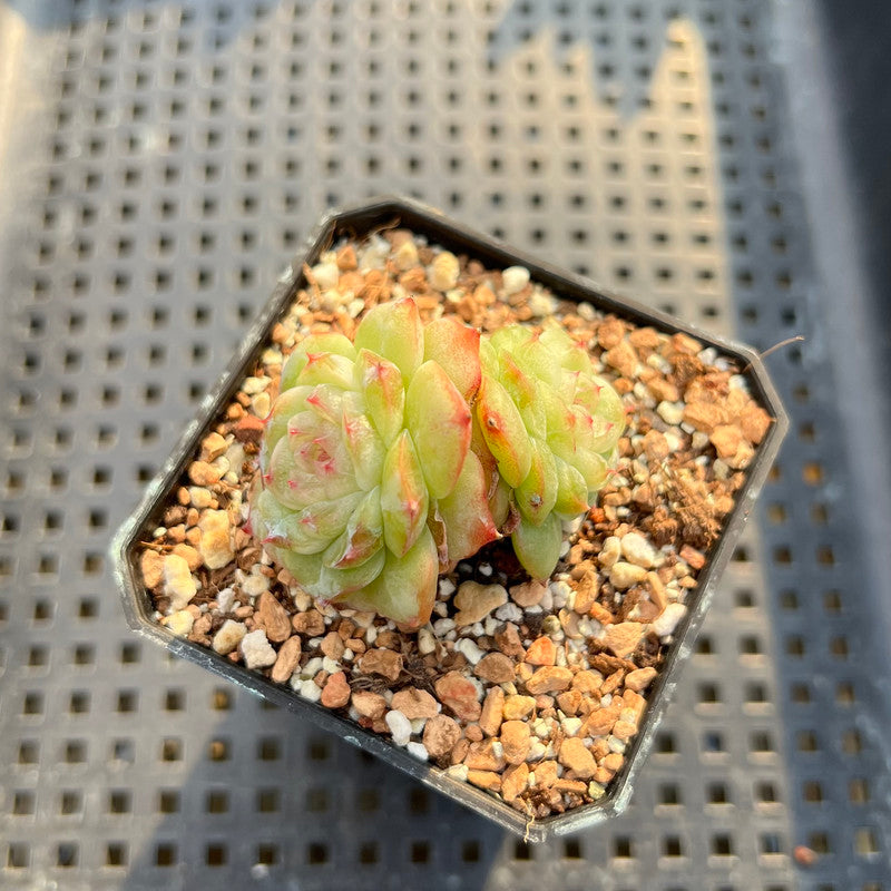 Echeveria 'Backdam' Jelly Type 2" Flower Village Original Hybrid Succu ...