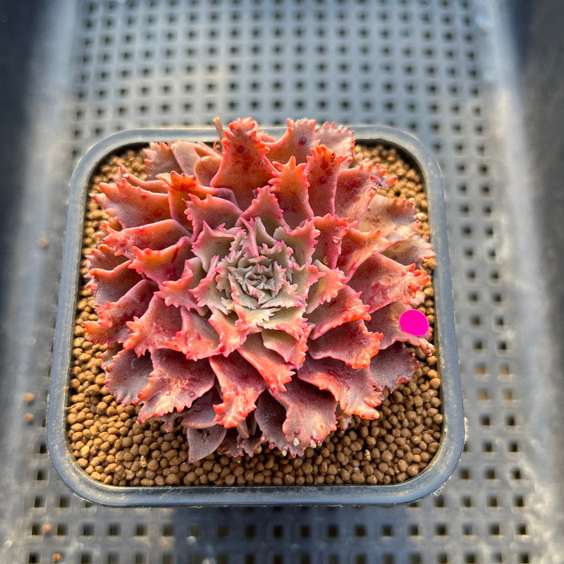 Graptoveria 'Starfire' 2" (Suculentia Original Hybrid) Succulent Plant ...