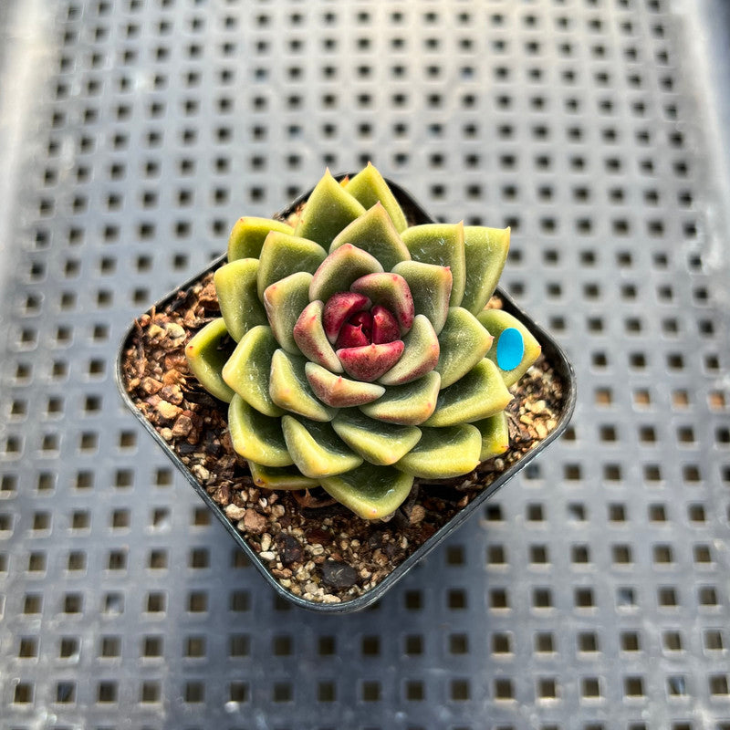 Echeveria sp. 2" Succulent Plant – True Succulents Plant Co.