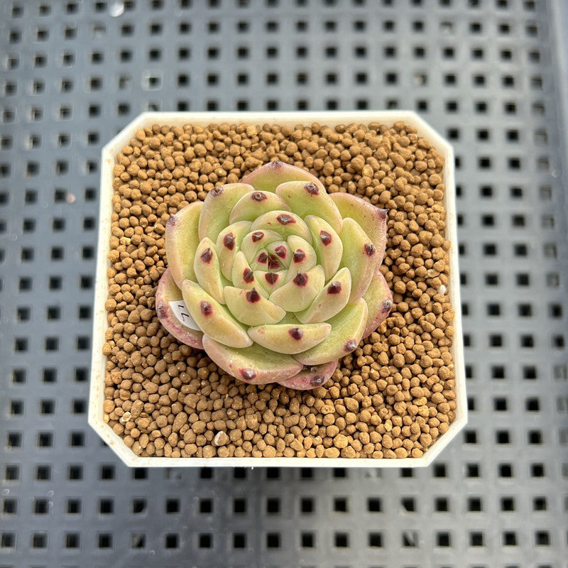 Echeveria 'Black Zaragoza' Hybrid 1"-2" (New Hybrid by Brotherly Farm ...