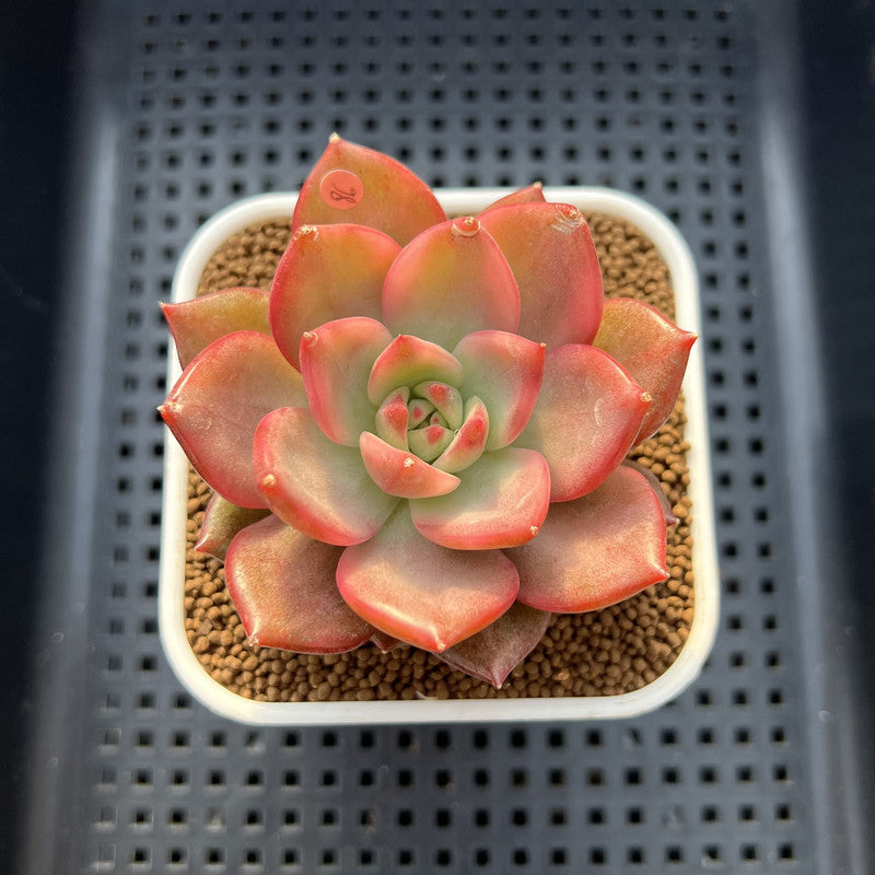 Echeveria Agavoides 'Chimera' Variegated 3" Succulent Plant Cutting ...