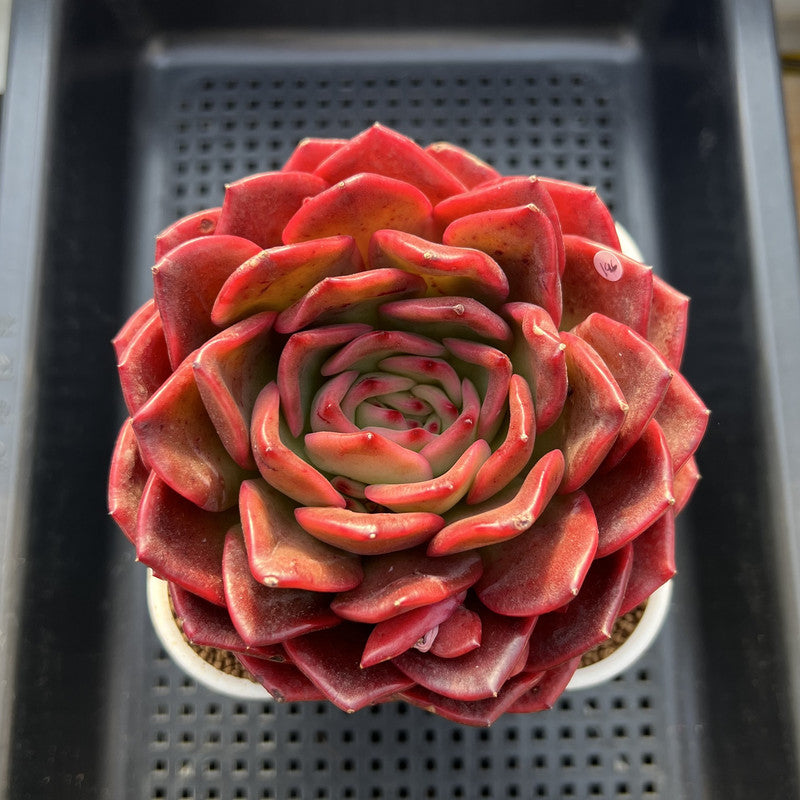 Echeveria 'Red Spider Lily' 5" Large Succulent Plant Cutting – True ...