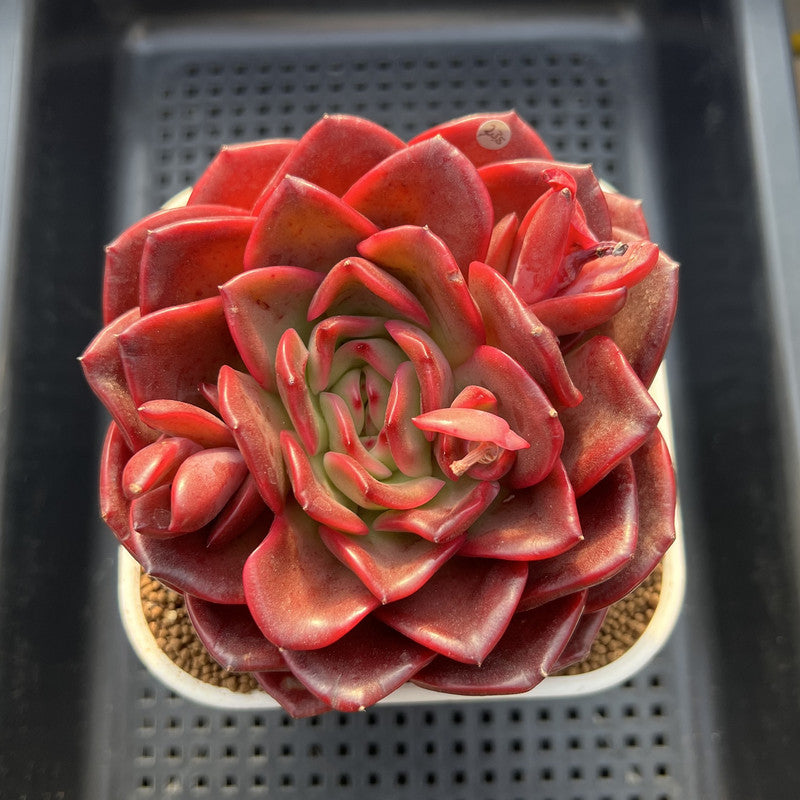 Echeveria 'Red Spider Lily' 5" Large Succulent Plant Cutting – True ...