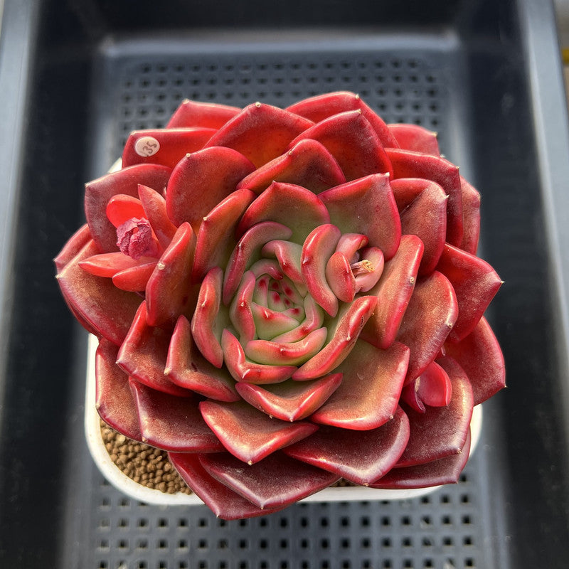 Echeveria 'Red Spider Lily' 5" Large Succulent Plant Cutting – True ...