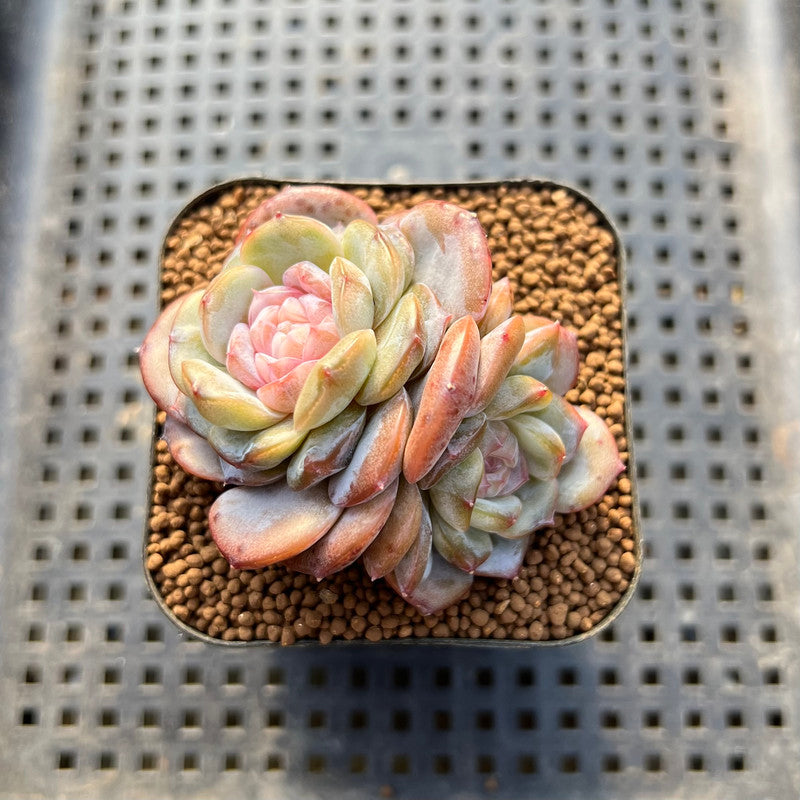 Echeveria 'Pink Barbie' Jelly Type (핑크바비) 2" Succulent Plant – True ...