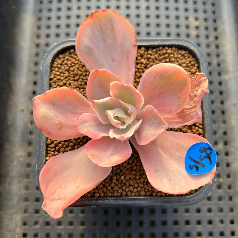 Echeveria 'Pink Angel' Variegated 2" Succulent Plant Cutting – True ...
