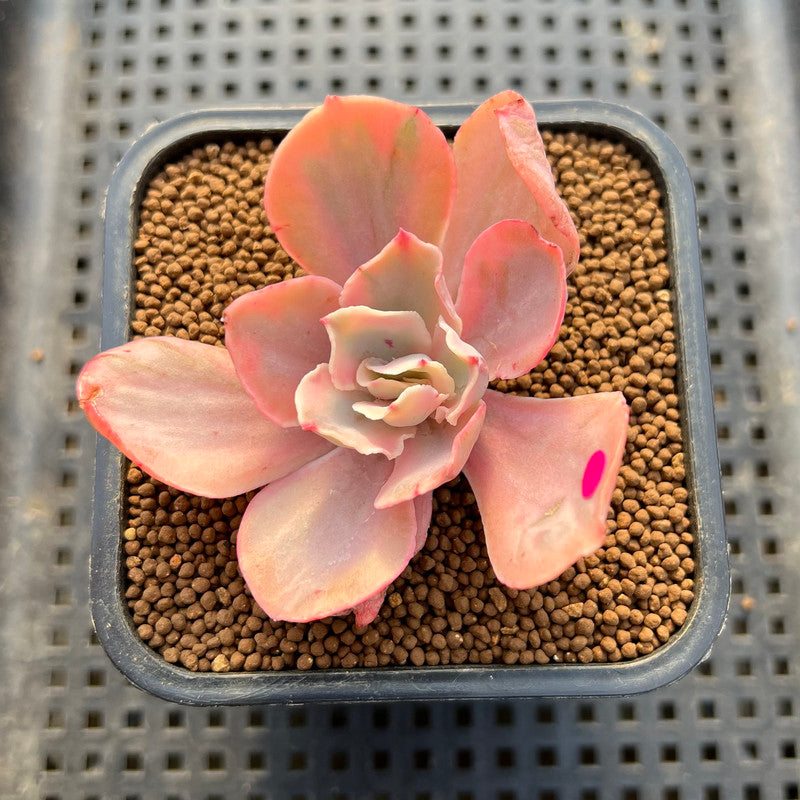 Echeveria 'Pink Angel' Variegated 2" Succulent Plant Cutting – True ...