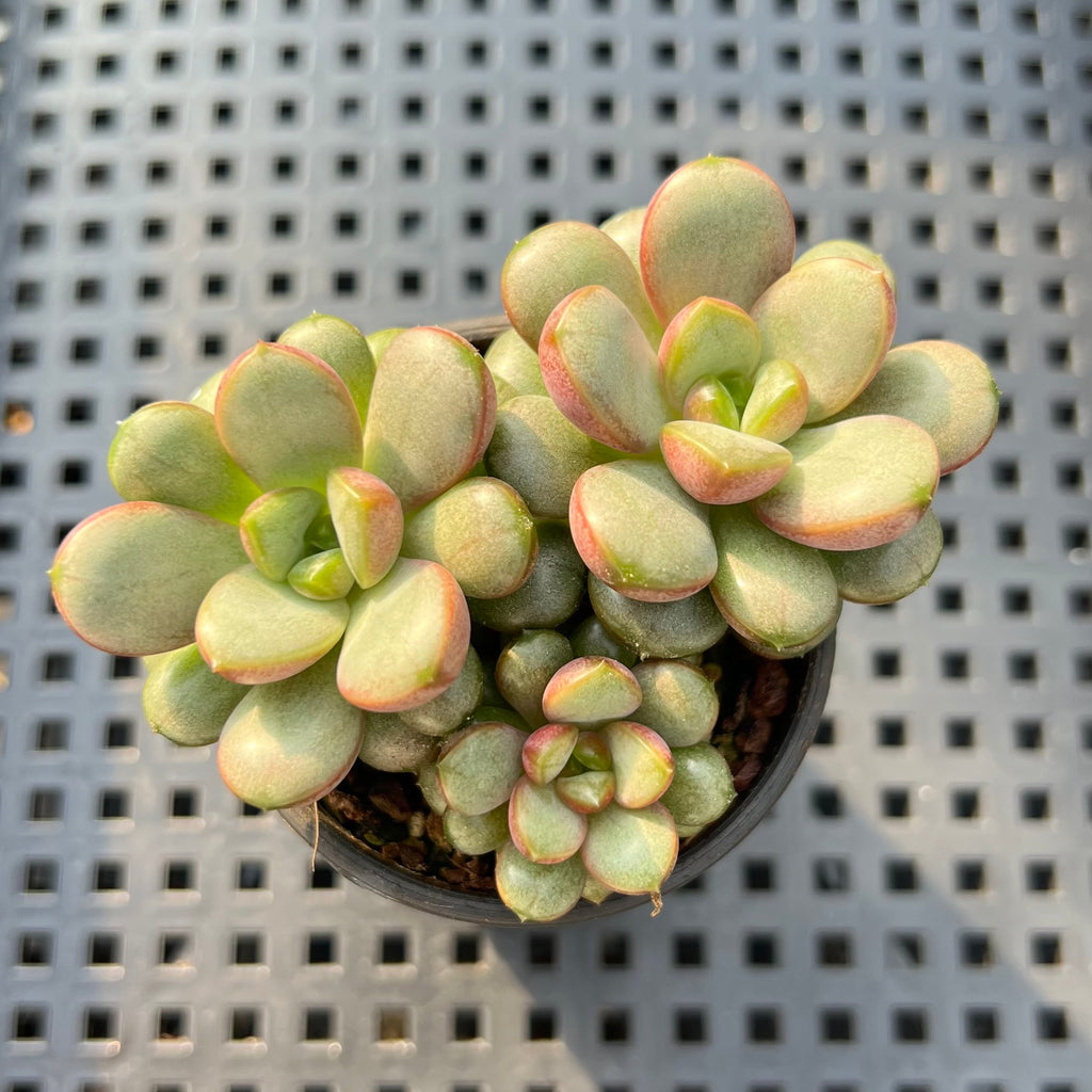 Graptoveria Amethorum (E. Purposorum x G. Amethystinum) 2" Succulent P ...