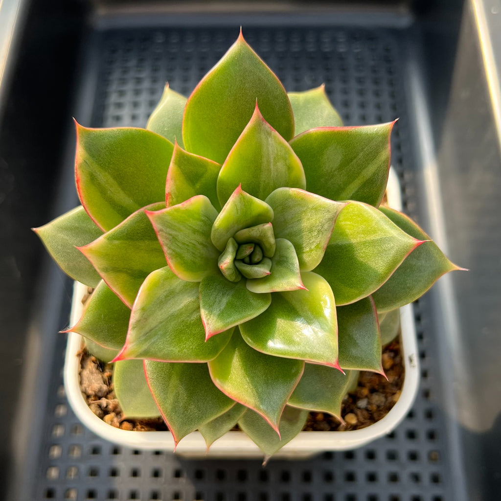 Echeveria 'Leopard' Variegated 4"-5" Large Succulent Plant – True ...
