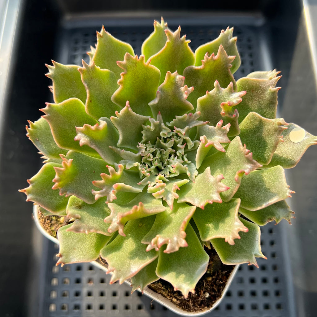 Graptoveria 'Starfire' 4" Large (Suculentia Original Hybrid) Succulent ...