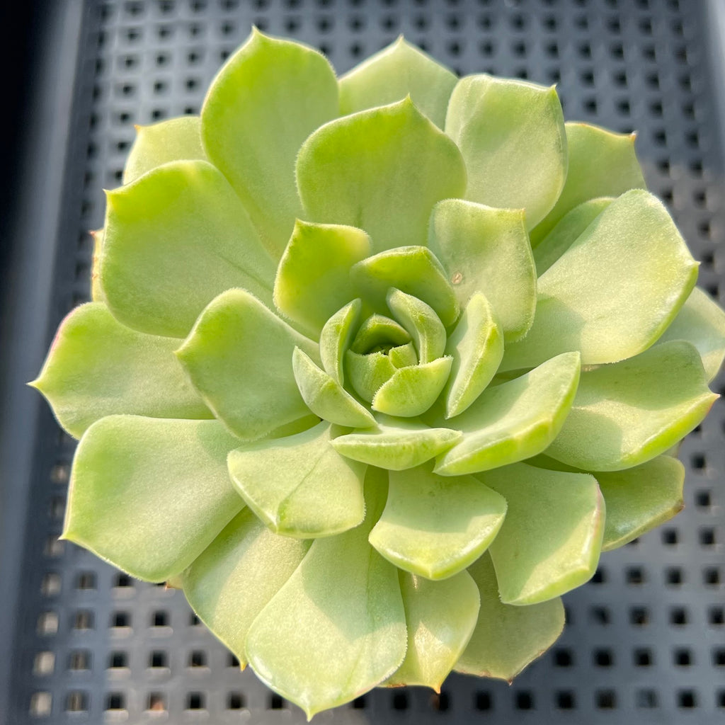 Echeveria 'Moca' Variegated 3" Succulent Plant – True Succulents Plant Co.
