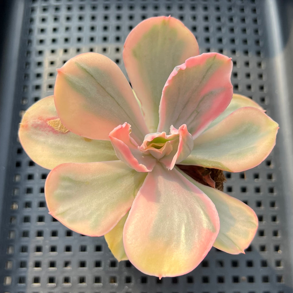 Echeveria 'Pink Angel' Variegated 2" Succulent Plant – True Succulents ...