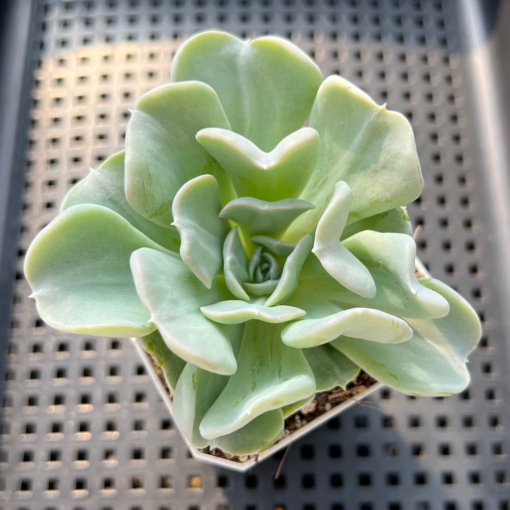 Echeveria 'Heart Angel' 2"-3" Succulent Plant – True Succulents Plant Co.