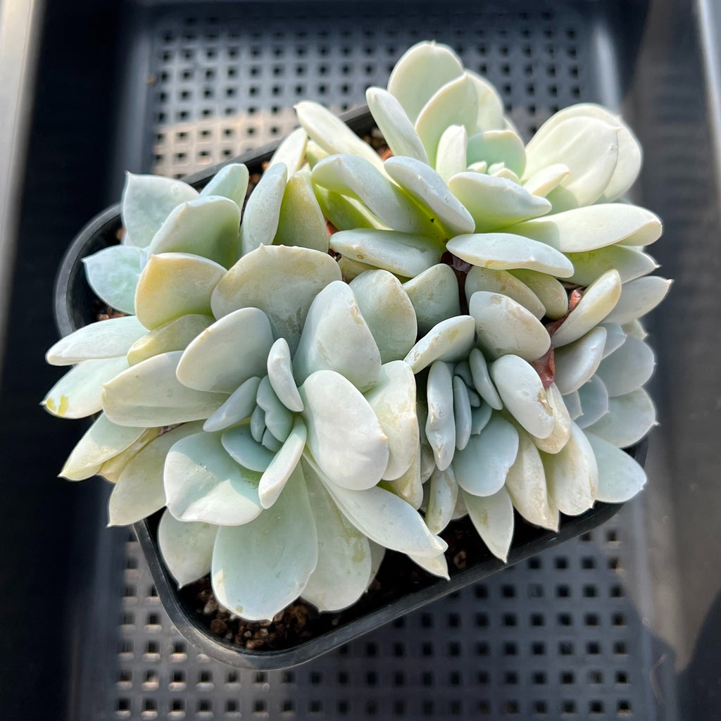 Echeveria 'Exotic' (Laui x 'Topsy Turvy') Cluster 4"-5" Succulent Plan ...