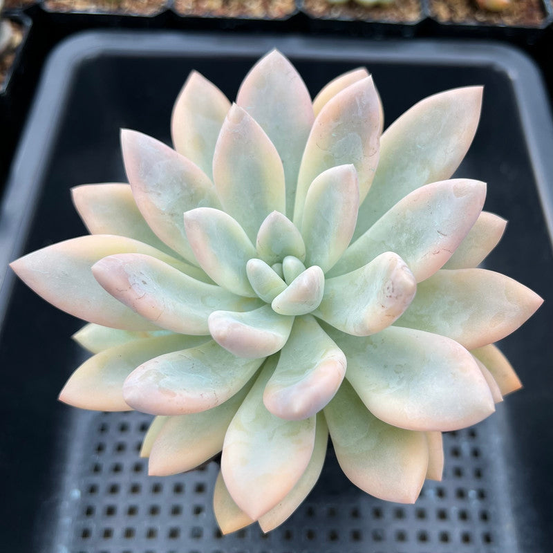 Graptoveria 'Opalina' Variegated 4" Succulent Plant – True Succulents ...