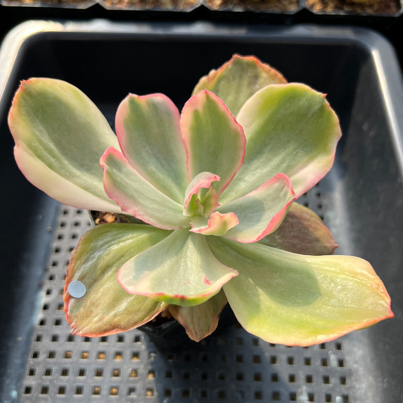 Echeveria 'Rose Rock' Variegated 3" Succulent Plant – True Succulents ...
