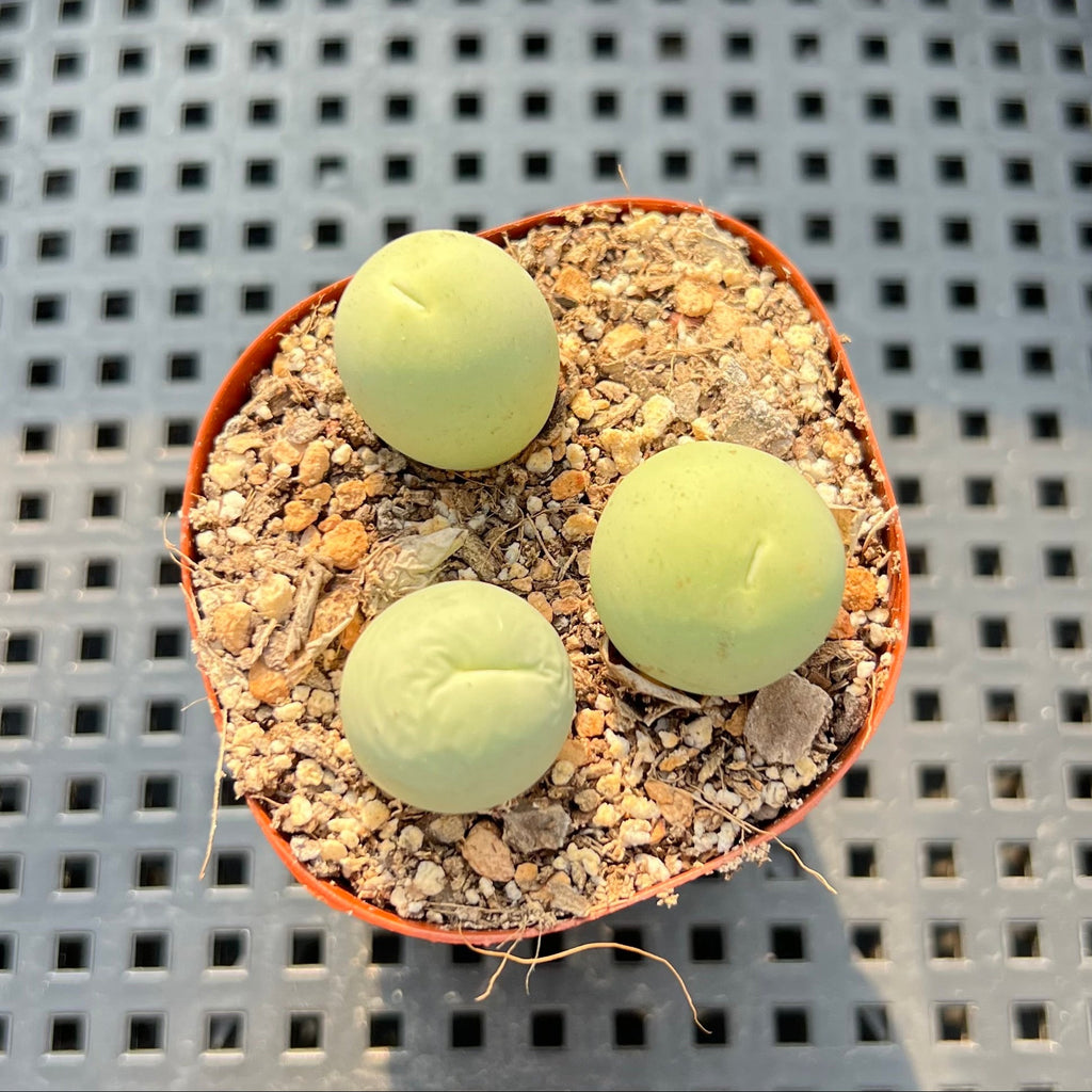 Conophytum Calculus 1" (Set of 3) Succulent Plant – True Succulents ...