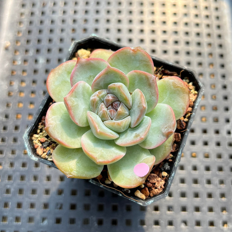 Echeveria 'Strawberry Boba' 2" Succulent Plant – True Succulents Plant Co.