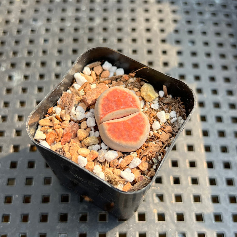 Lithops karasmontana cv. Top Red 1” Succulent Plant – True Succulents ...
