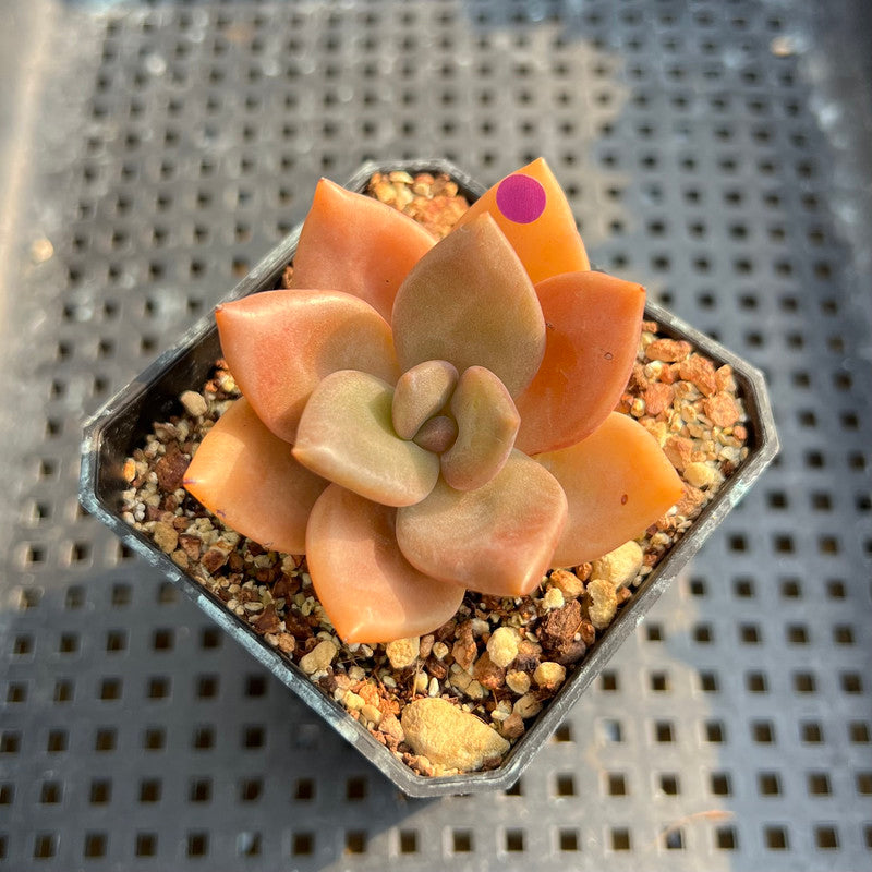 Echeveria 'Red Lips' (Xichuensis Hybrid) 2" Succulent Plant – True ...