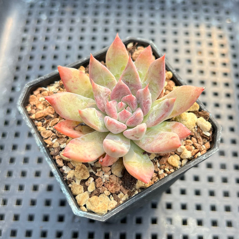 Echeveria 'Red Leopard' 2" Succulent Plant – True Succulents Plant Co.