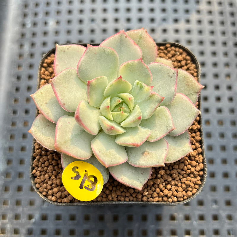 Echeveria 'Moca' Variegated 2" Succulent Plant Cutting – True ...