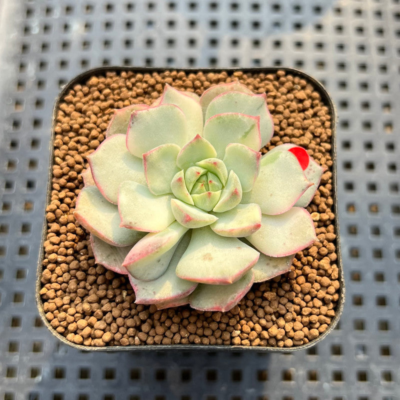 Echeveria 'Moca' Variegated 2" Succulent Plant Cutting – True ...