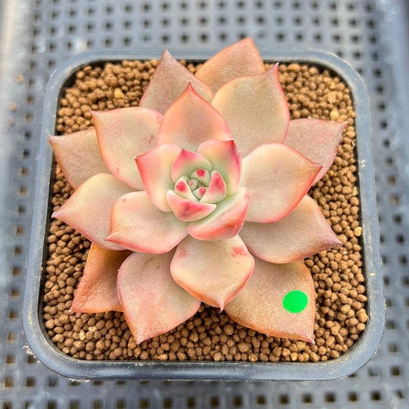 Echeveria Agavoides 'Chimera' Variegated 2" Succulent Plant Cutting ...