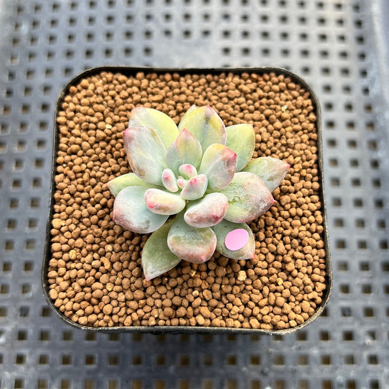 Pachyphytum 'Cute Finger' Variegated 1"-2" Succulent Plant Cutting ...