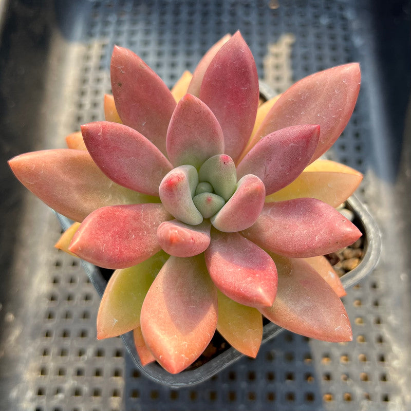 Graptoveria 'Ruby Donna' 2"-3" Succulent Plant – True Succulents Plant Co.