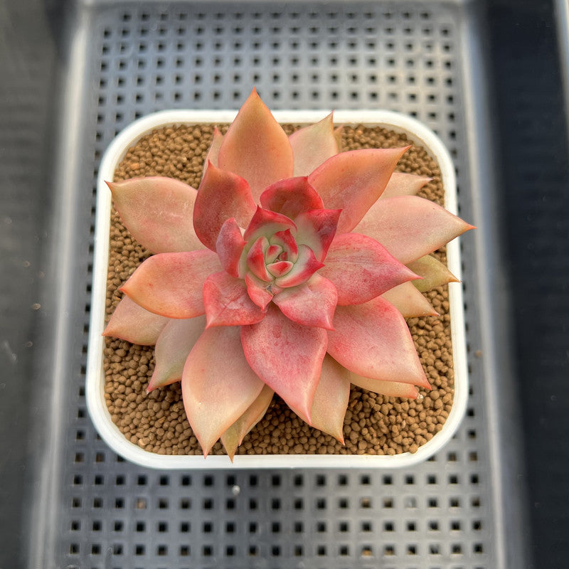 Echeveria Agavoides 'Chimera' Variegated 2"-3" Succulent Plant Cutting ...