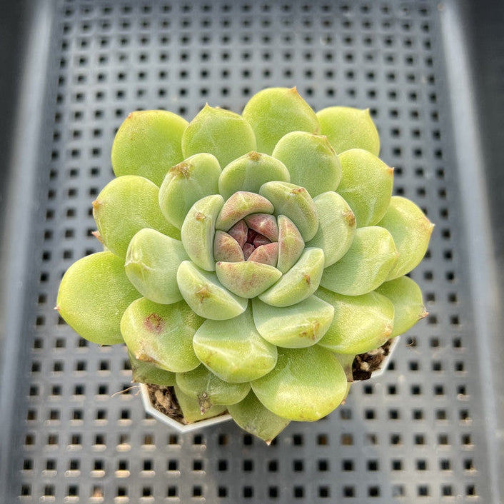 Echeveria 'Sarahime' x 'Hyalina' Hybrid 2" Flower Village Hybrid Succu ...