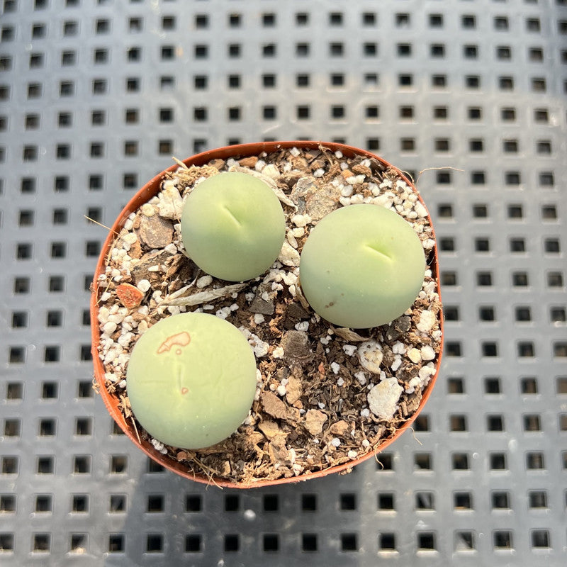 Conophytum Calculus 1" (Set of 3) Succulent Plant – True Succulents ...