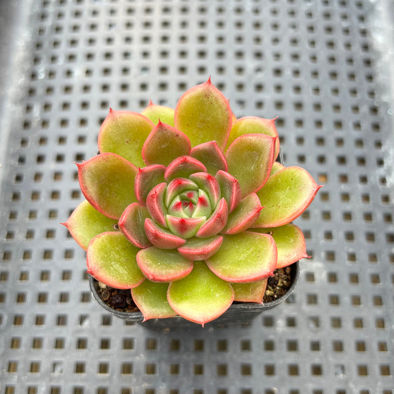 Echeveria 'Rudolph' 1" Succulent Plant – True Succulents Plant Co.