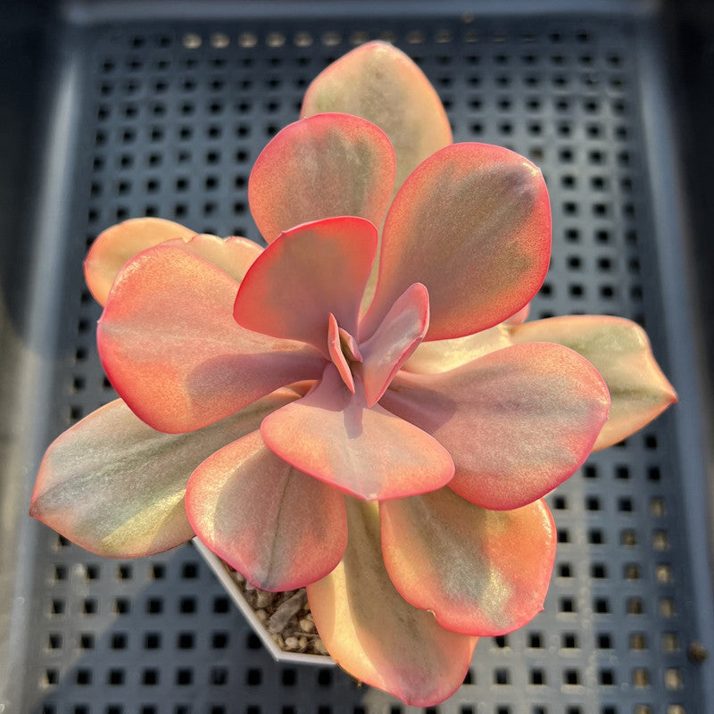 Echeveria 'Angel Wing' 3" Variegated Succulent Plant – True Succulents ...