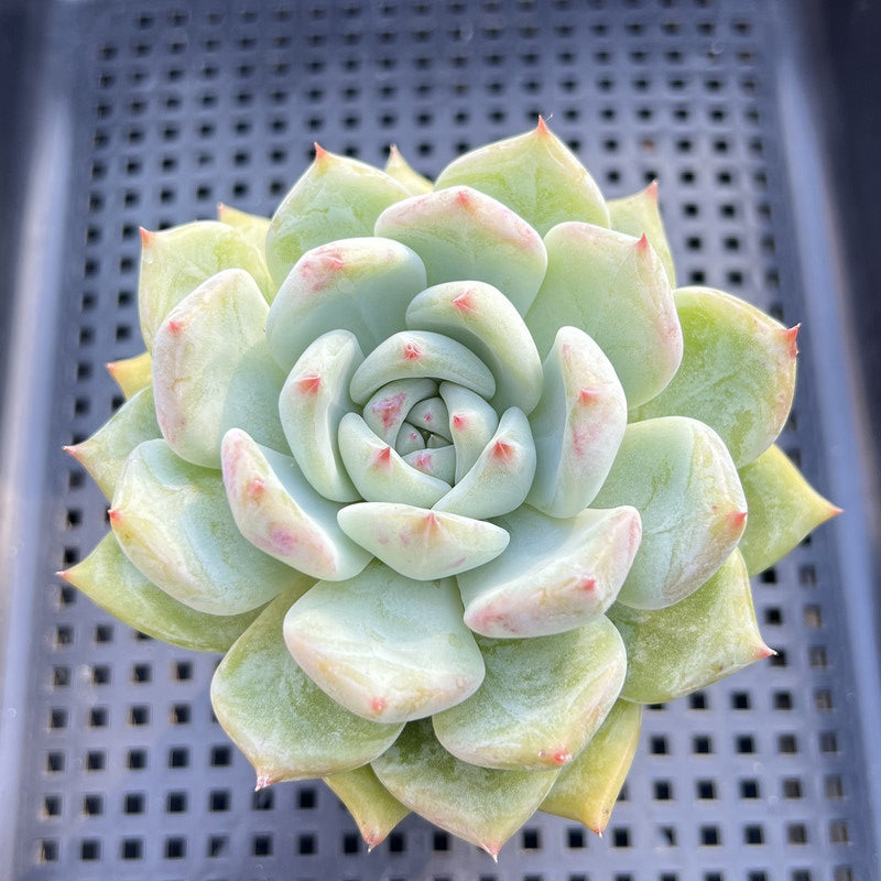 Echeveria 'Karla' 3" Succulent Plant – True Succulents Plant Co.