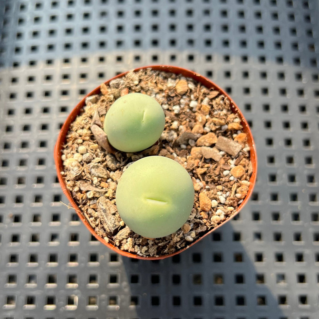 Conophytum Calculus 1" (Set of 2) Succulent Plant – True Succulents ...