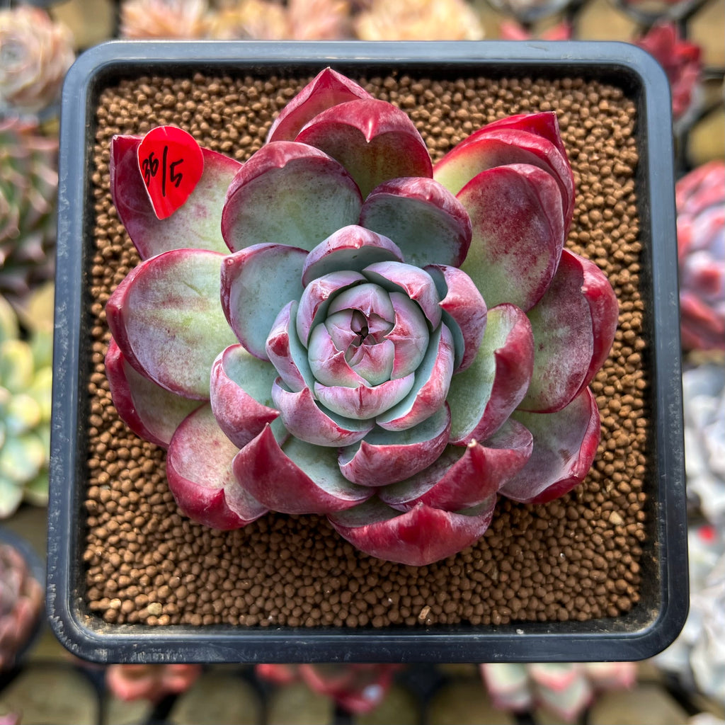 Echeveria 'Casio' Variegated 3" Succulent Plant Cutting – True ...