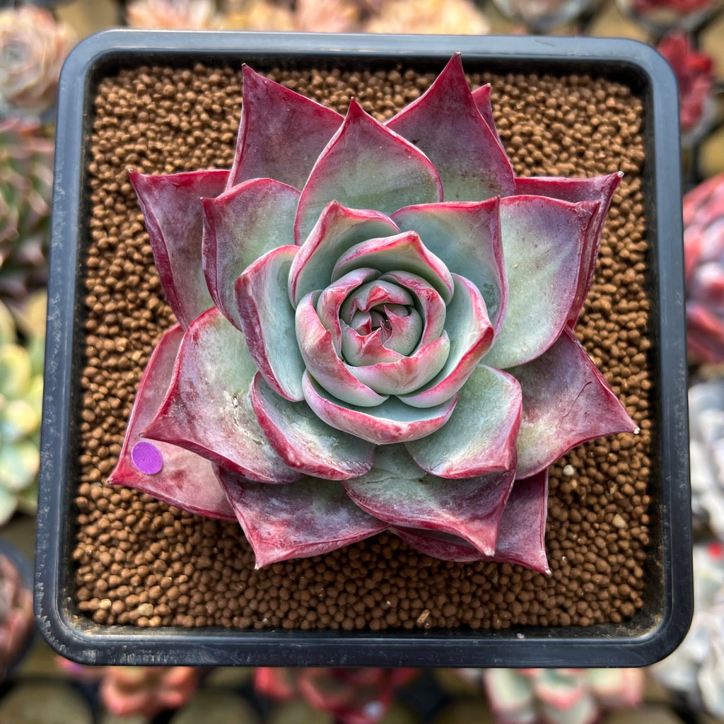 Echeveria 'Casio' Variegated 3" Succulent Plant Cutting – True ...