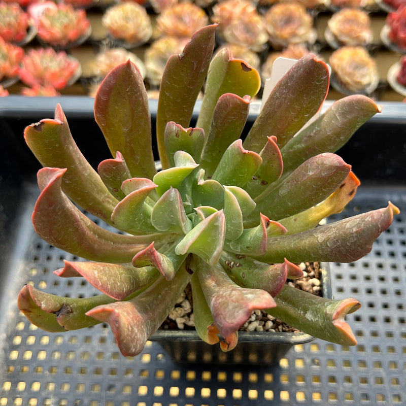 Echeveria 'Black Hawk' 4" Succulent Plant – True Succulents Plant Co.
