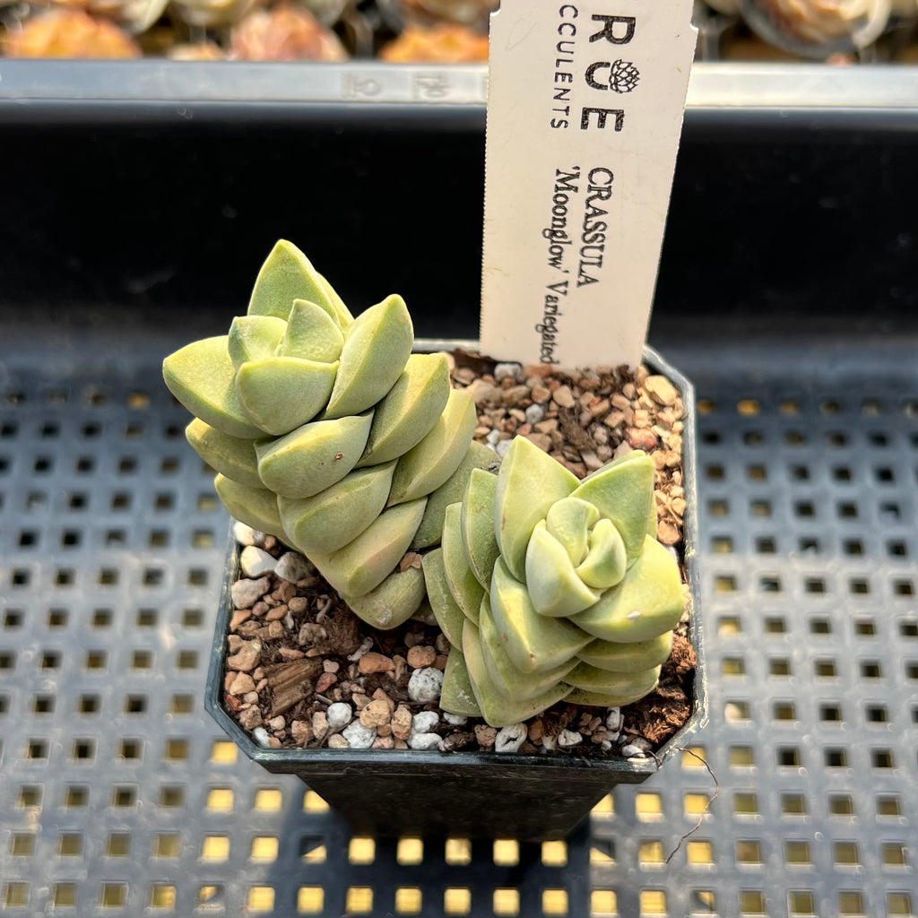 Crassula 'Moonglow' Variegated 2"Succulent Plant – True Succulents ...