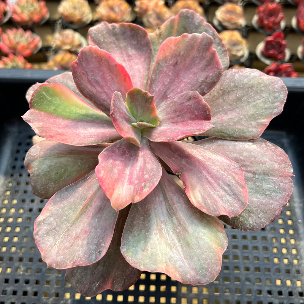 Echeveria 'Suyon' Variegated 4"-5" Extra Large Succulent Plant – True ...