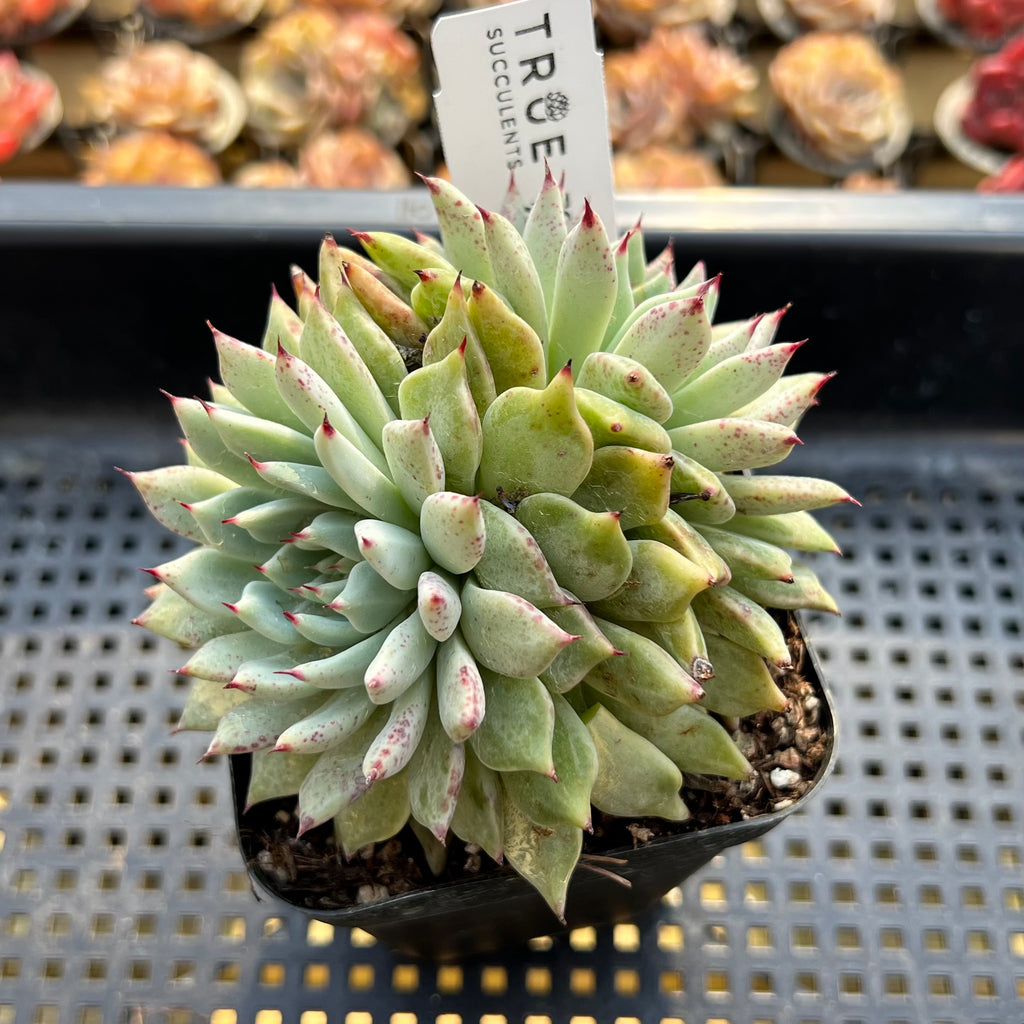 Echeveria Zaragoza 3"-4" Succulent Plant – True Succulents Plant Co.