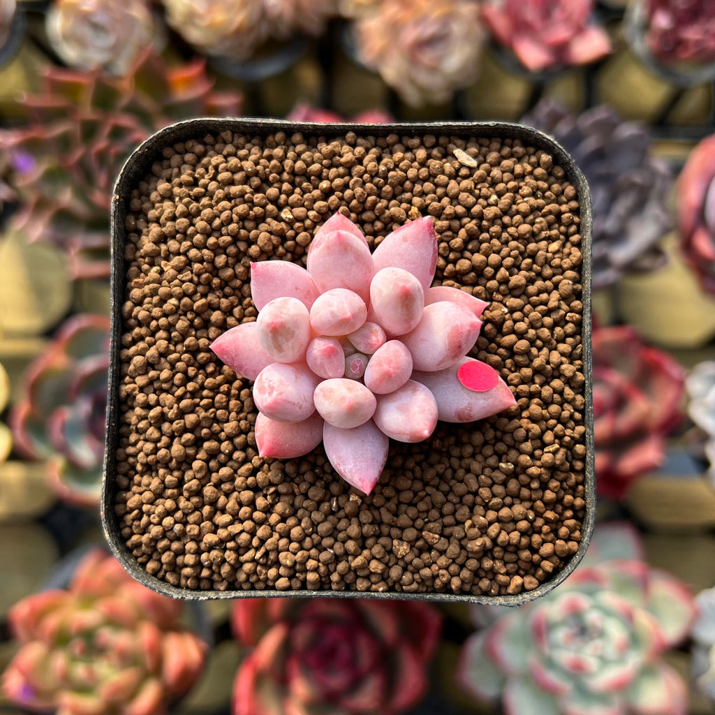 Pachyphytum 'Red Finger' 1" Succulent Plant Cutting – True Succulents ...