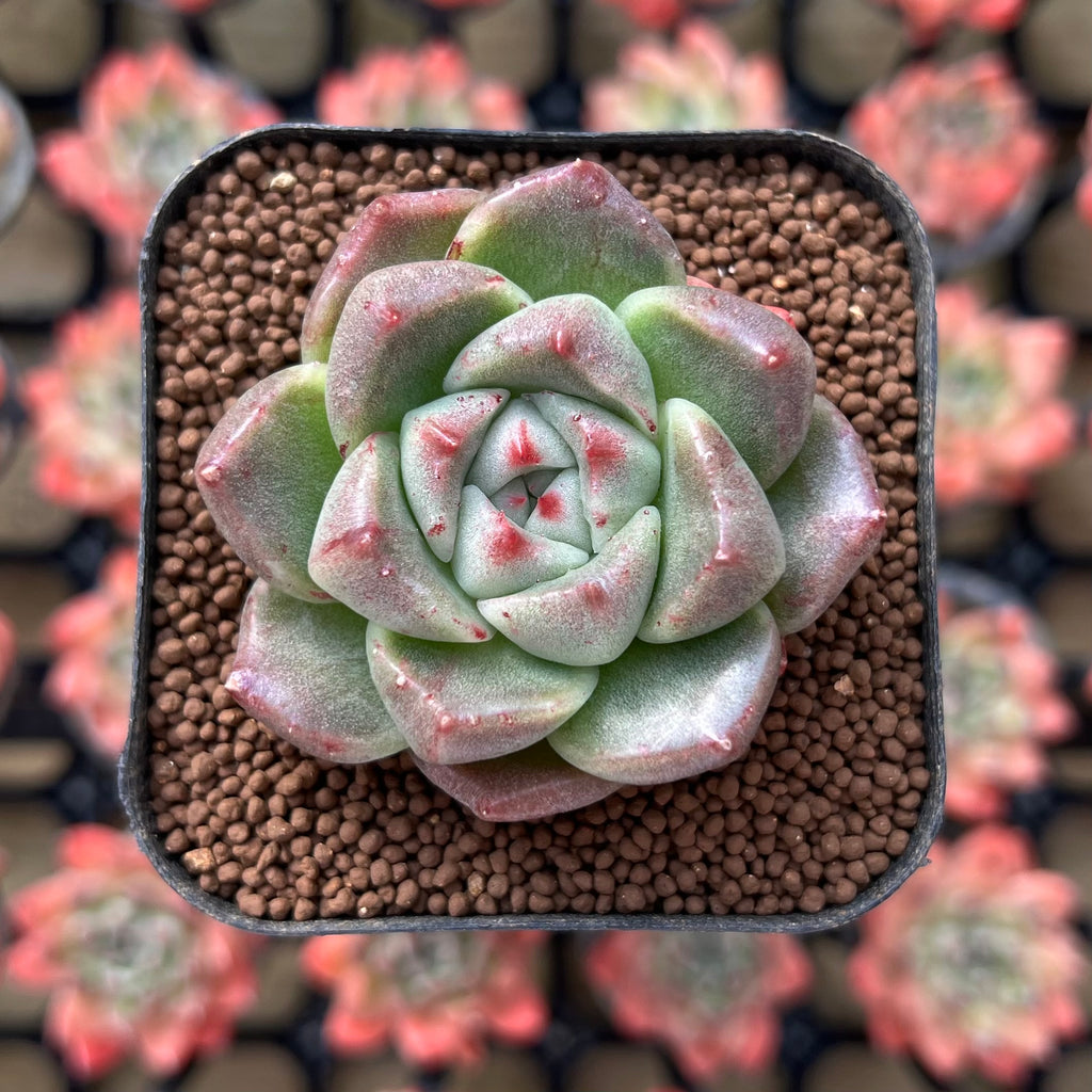 Echeveria 'Gremlin' Mutated 1" New Hybrid Succulent Plant – True ...