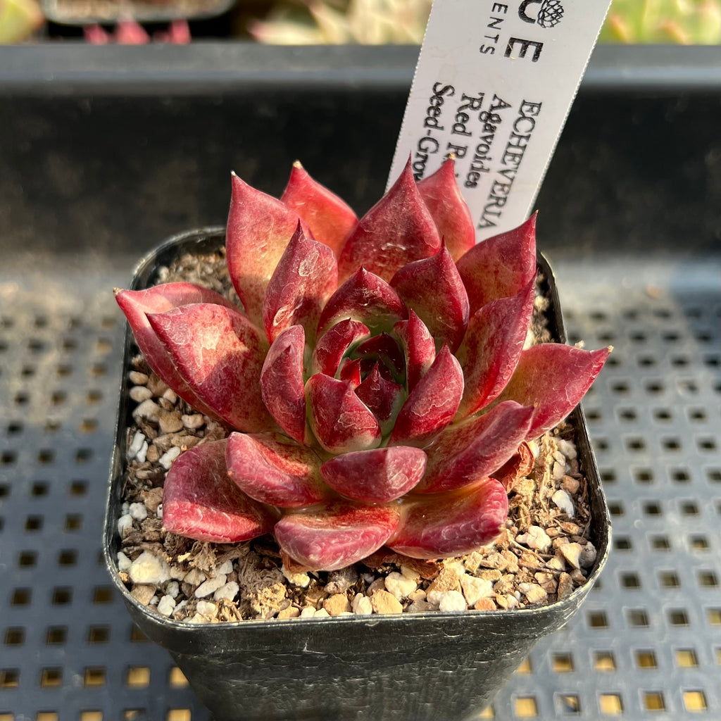 Echeveria Agavoides 'Red Rubin' Seed Grown 2"-3" Succulent Plant – True ...